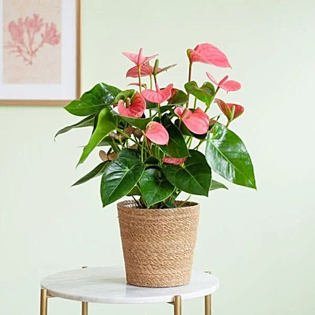 Anthurium Andreanum Pink Flamingo Plant netherlands | Gift Anthurium ...