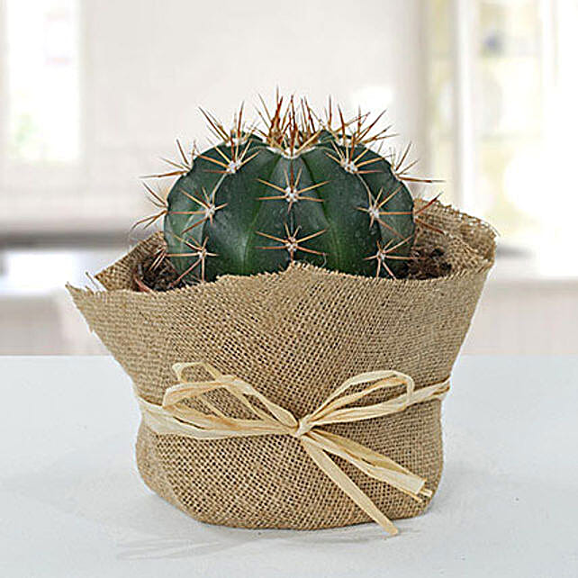 Amazing Cactus With Jute Wrapped Pot qatar | Gift Amazing Cactus With ...