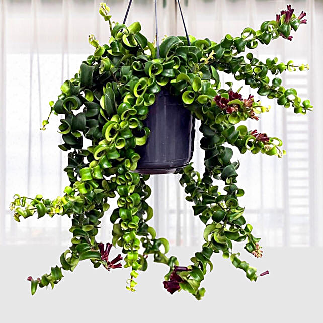 Aeschynanthus Rasta Lipstick Plant qatar | Gift Aeschynanthus Rasta ...