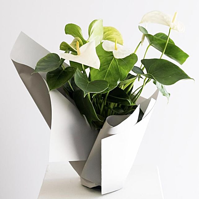 Flowering Anthurium Plant Wrapped In Paper singapore | Gift Flowering ...