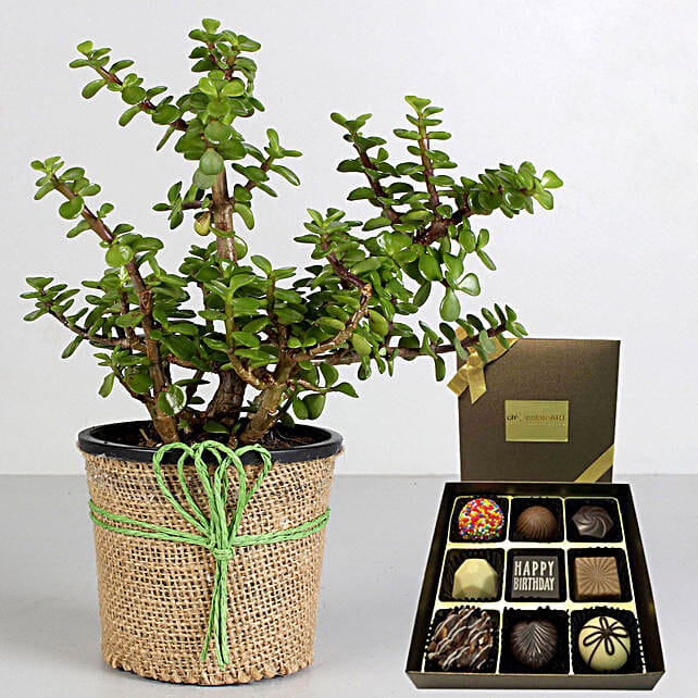 Jade Plant with Happy Birthday Chocolate singapore | Gift Jade Plant ...