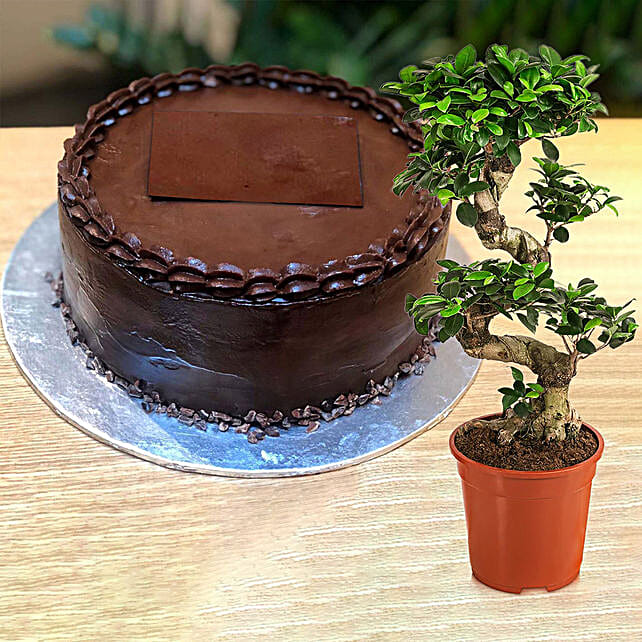 Ganache Cake with Enchanting Bonsai Plant singapore | Gift Ganache Cake ...