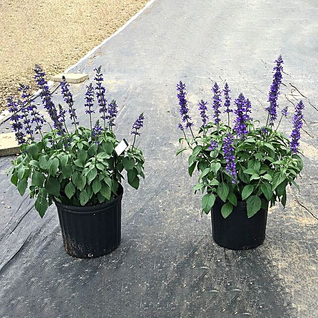 Salvia Plant Pot Combo singapore | Gift Salvia Plant Pot Combo- FNP