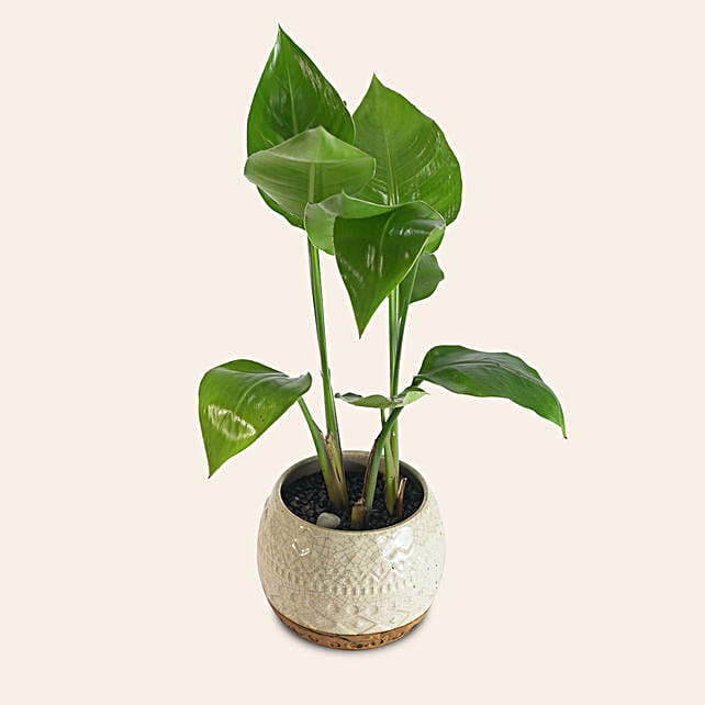 Chinese Taro singapore | Gift Chinese Taro- FNP