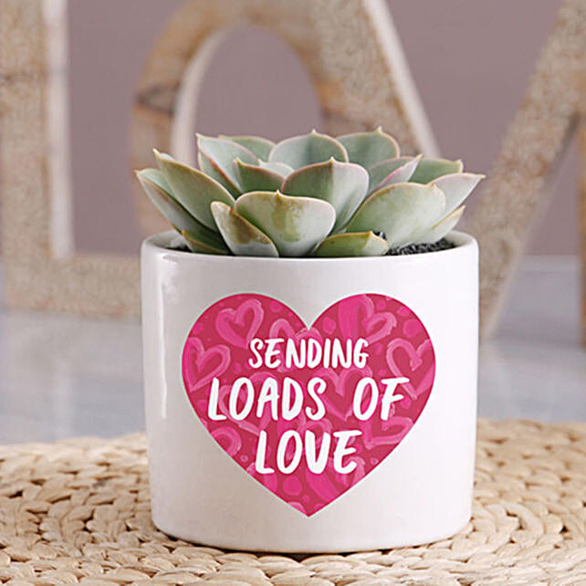 Succulent In Loads Of Love Pot south-africa | Gift Succulent In Loads ...