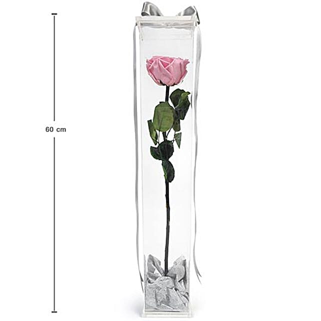 Pink Forever Rose thailand | Gift Pink Forever Rose- FNP