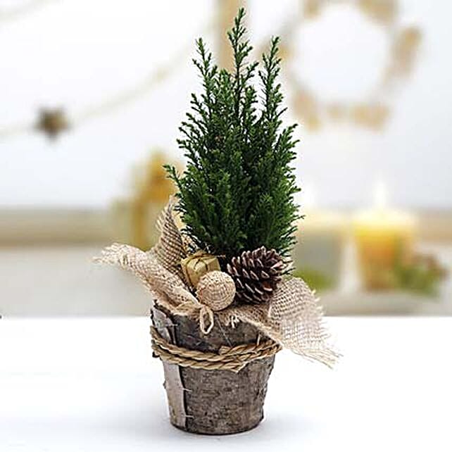 Piaea Plant uae | Gift Piaea Plant- FNP