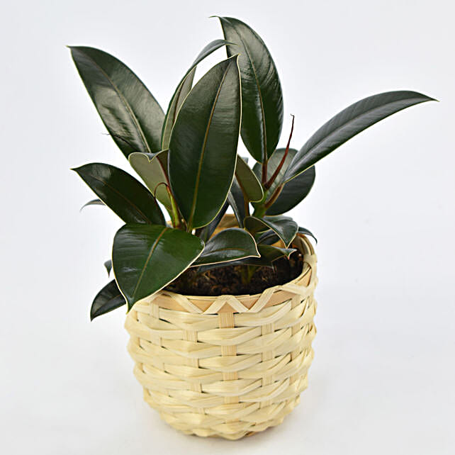 Small Ficus Robusta Plant uae | Gift Small Ficus Robusta Plant- FNP