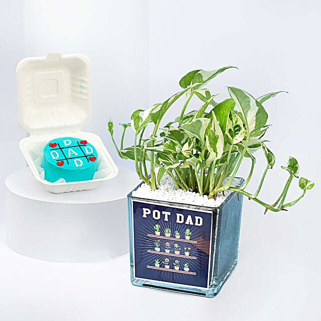 Pot Dad Plant and Cake Combo uae | Gift Pot Dad Plant and Cake Combo- FNP