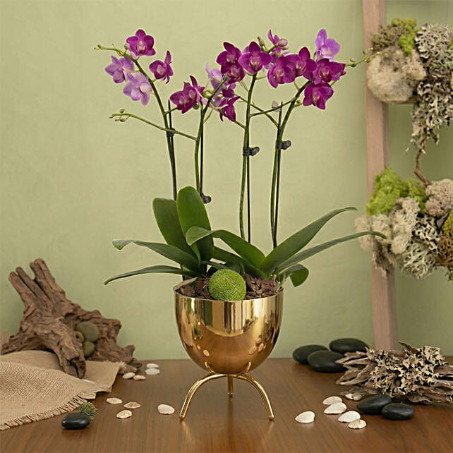 4 Stems Small Purple Orchid Plant In Premium Gold Pot uae | Gift 4 ...