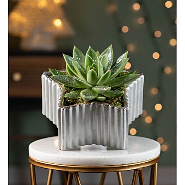 Star Shaped Succulent uk | Gift Star Shaped Succulent- FNP