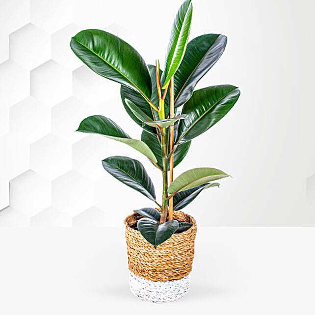 Evergreen Ficus Robusta Plant uk | Gift Evergreen Ficus Robusta Plant- FNP