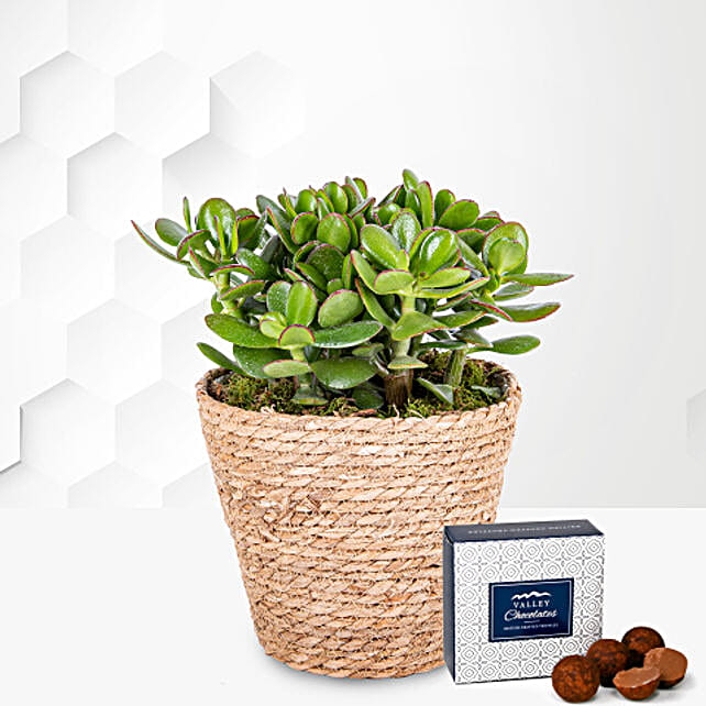 Prosperous Money Tree uk | Gift Prosperous Money Tree- FNP