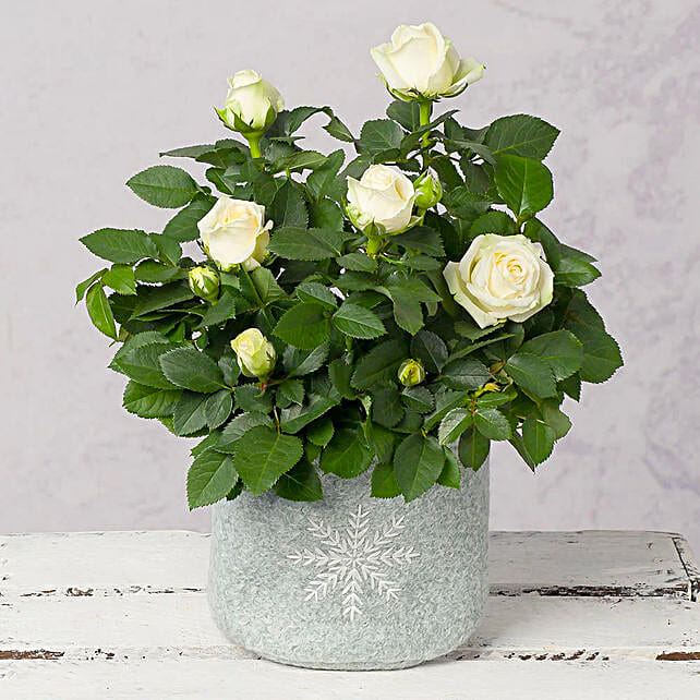 White Christmas Rose uk | Gift White Christmas Rose- FNP