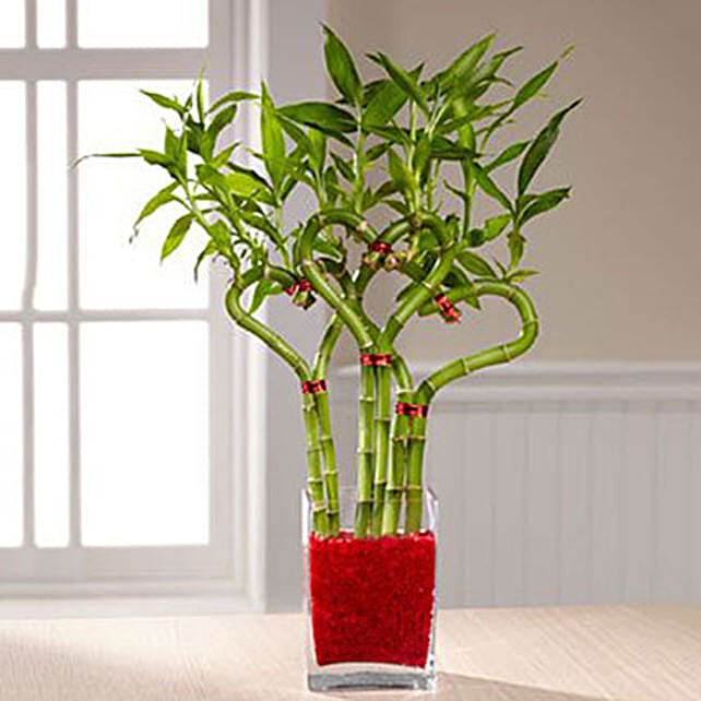 Lucky Love Plants 3 Heart Shaped Bamboo usa | Gift Lucky Love Plants 3 ...