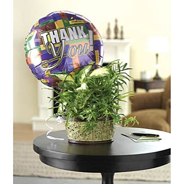 Green Plant Thank You Combo usa | Gift Green Plant Thank You Combo- FNP