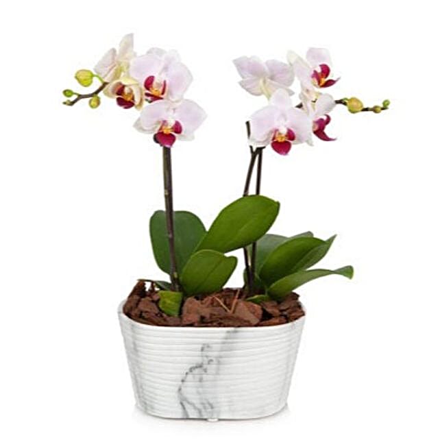 Mini Orchid Plant usa | Gift Mini Orchid Plant- FNP