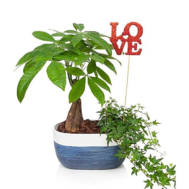 Cupid'S Money Tree Garden usa | Gift Cupid'S Money Tree Garden- FNP