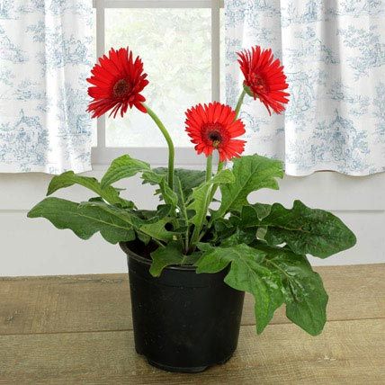 Buy/Send Potted Red Gerbera Plant Online- Ferns N Petals