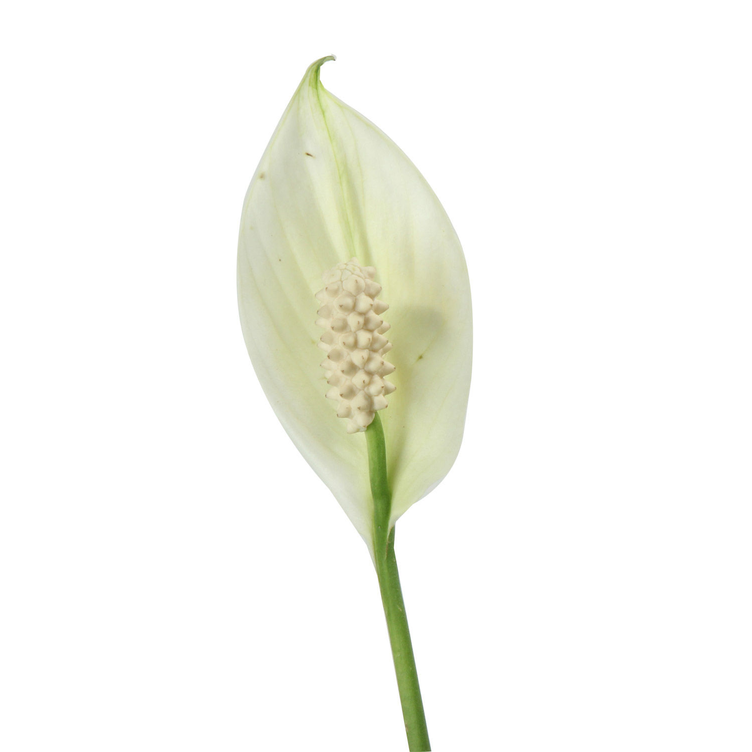 Buy/Send Potted Peace Lily Plant Online- Ferns N Petals