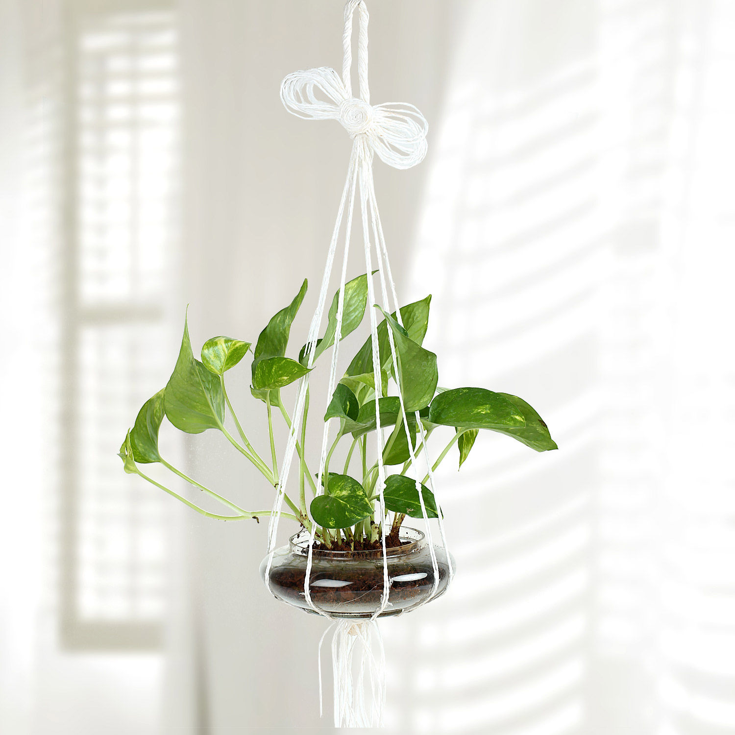 Buy/Send Evergreen Hanging Money Plant Terrarium Online- Ferns N Petals