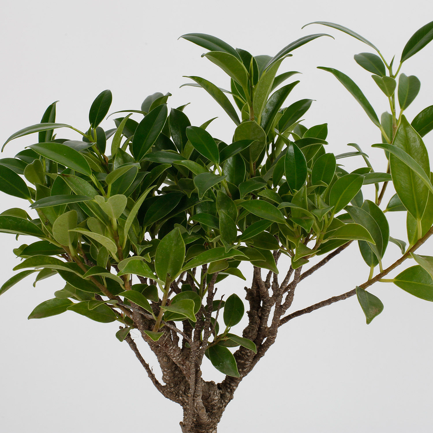 Buy/Send Evergreen Ficus Ball Shaped Bonsai Plant Online- Ferns N Petals