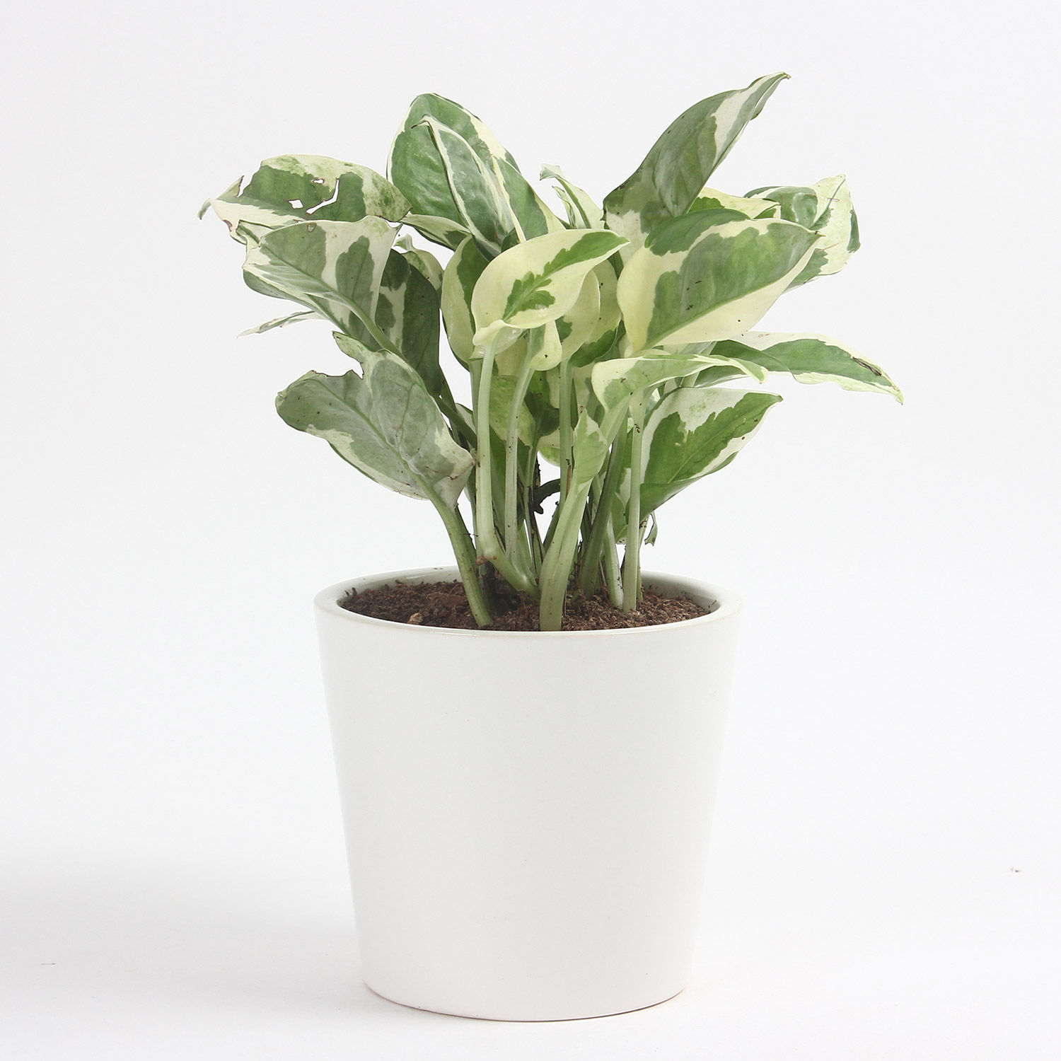 Buy/Send Attractive White Pothos Plant Online- Ferns N Petals