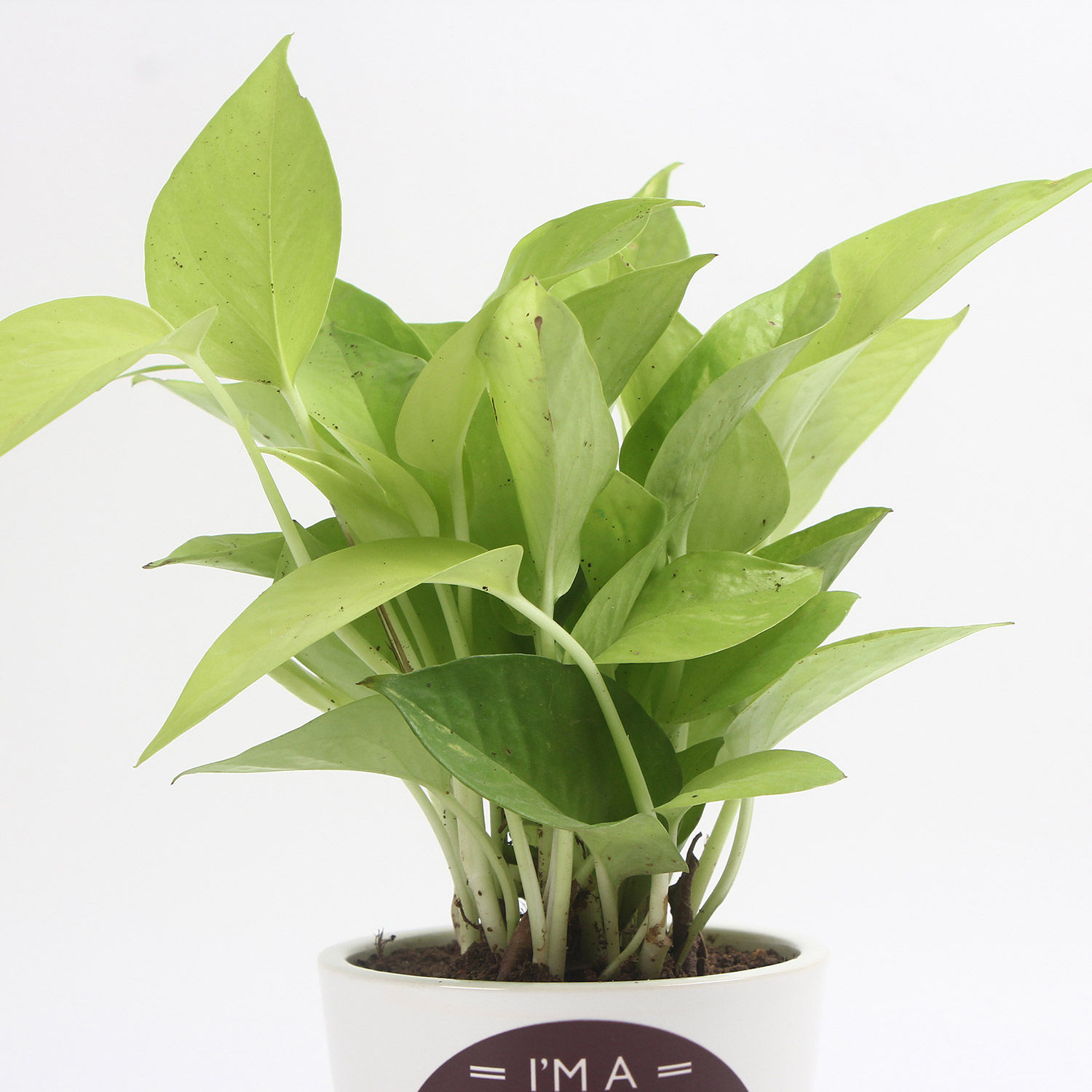 Buy/Send Prosperous Golden Money Plant Online- Ferns N Petals