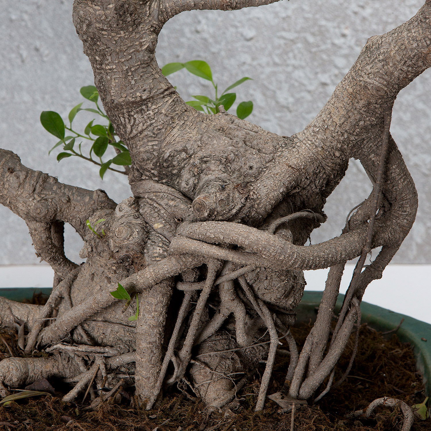 Buy/Send Ficus Microcarpa Bonsai Tree 25 Years Old Online- Ferns N Petals