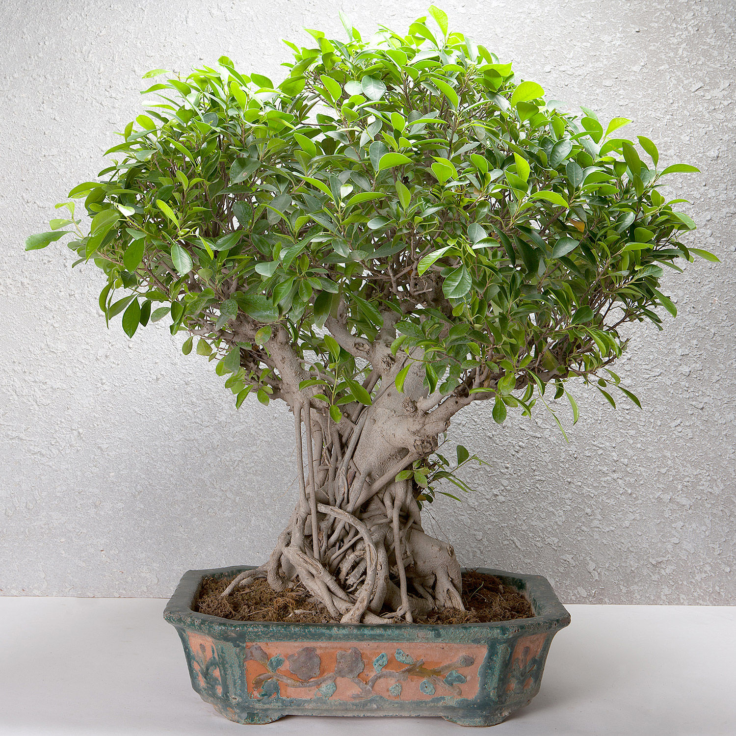 Buy/Send Ficus Retusa BonsaiTree 25 Years Old Online- Ferns N Petals
