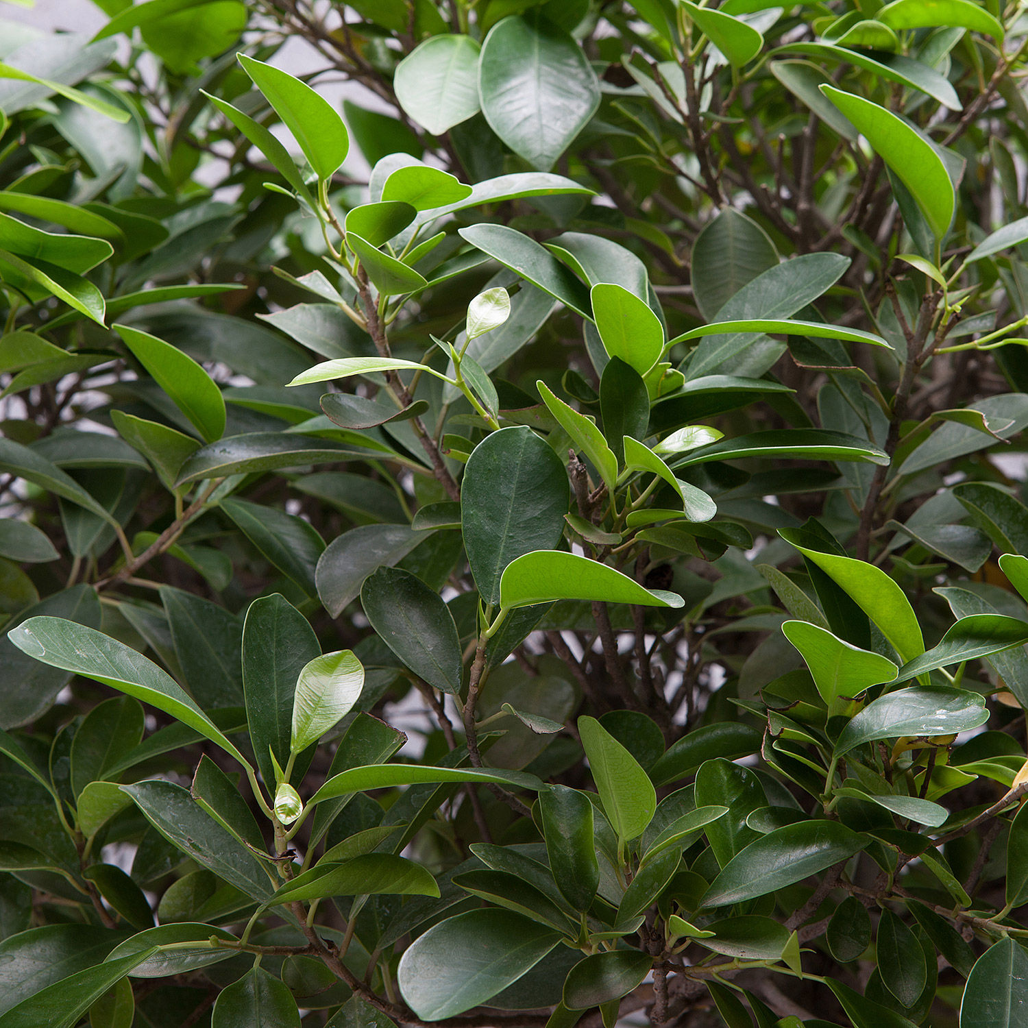 Buy/Send Ficus Retusa BonsaiTree 25 Years Old Online- Ferns N Petals