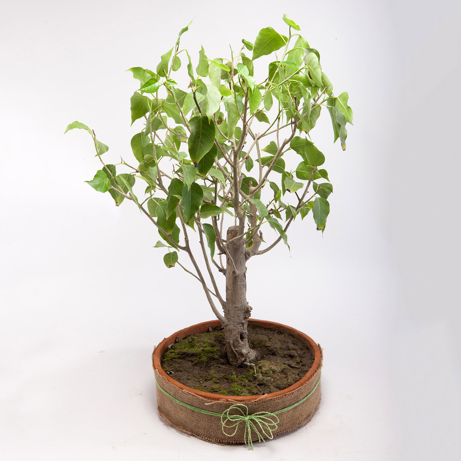 Buy/Send Paras Peepal Bonsai Plant in Terracotta Circular Tray Online ...