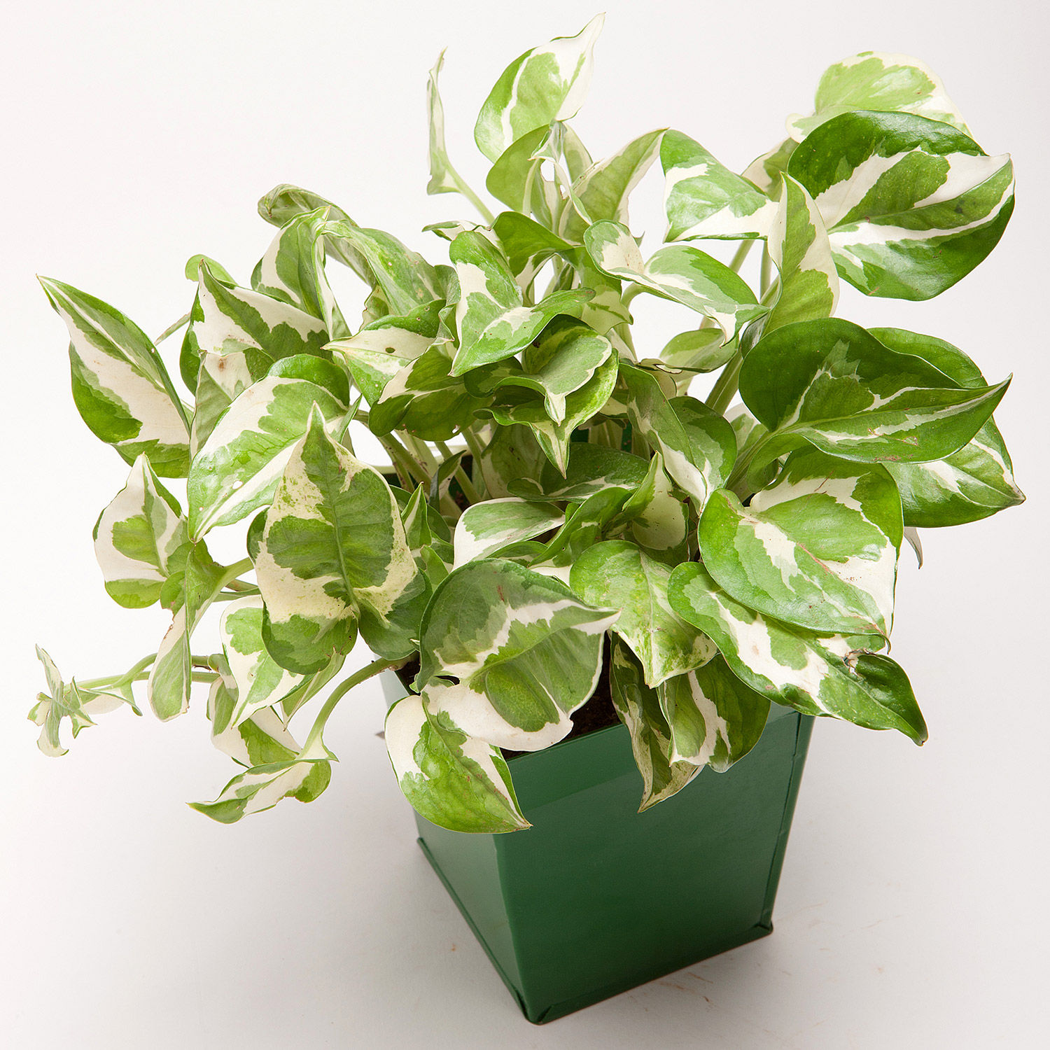 Buy/Send White Pothos Plant in Bucket Shaped Metal Pot Online- Ferns N ...