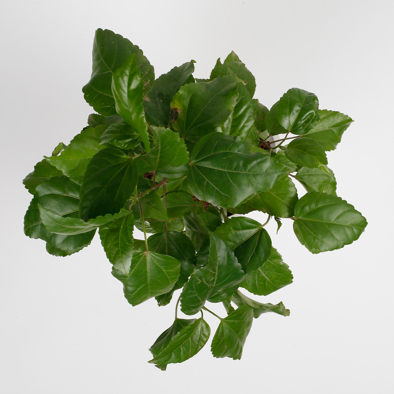 Buy/Send Paras Peepal Bonsai Plant in Recycled Plastic Pot Online ...