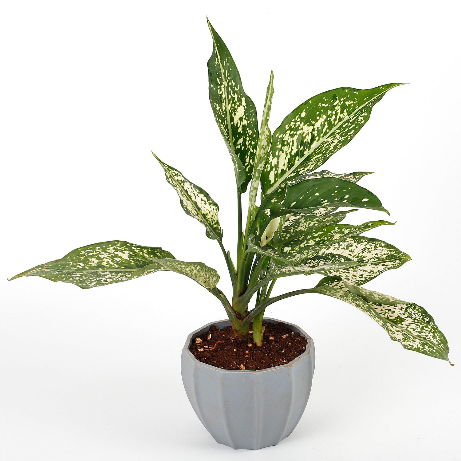 Buy/Send Silver Aglaonema Plant in Grey Melamine Pot Online- Ferns N Petals