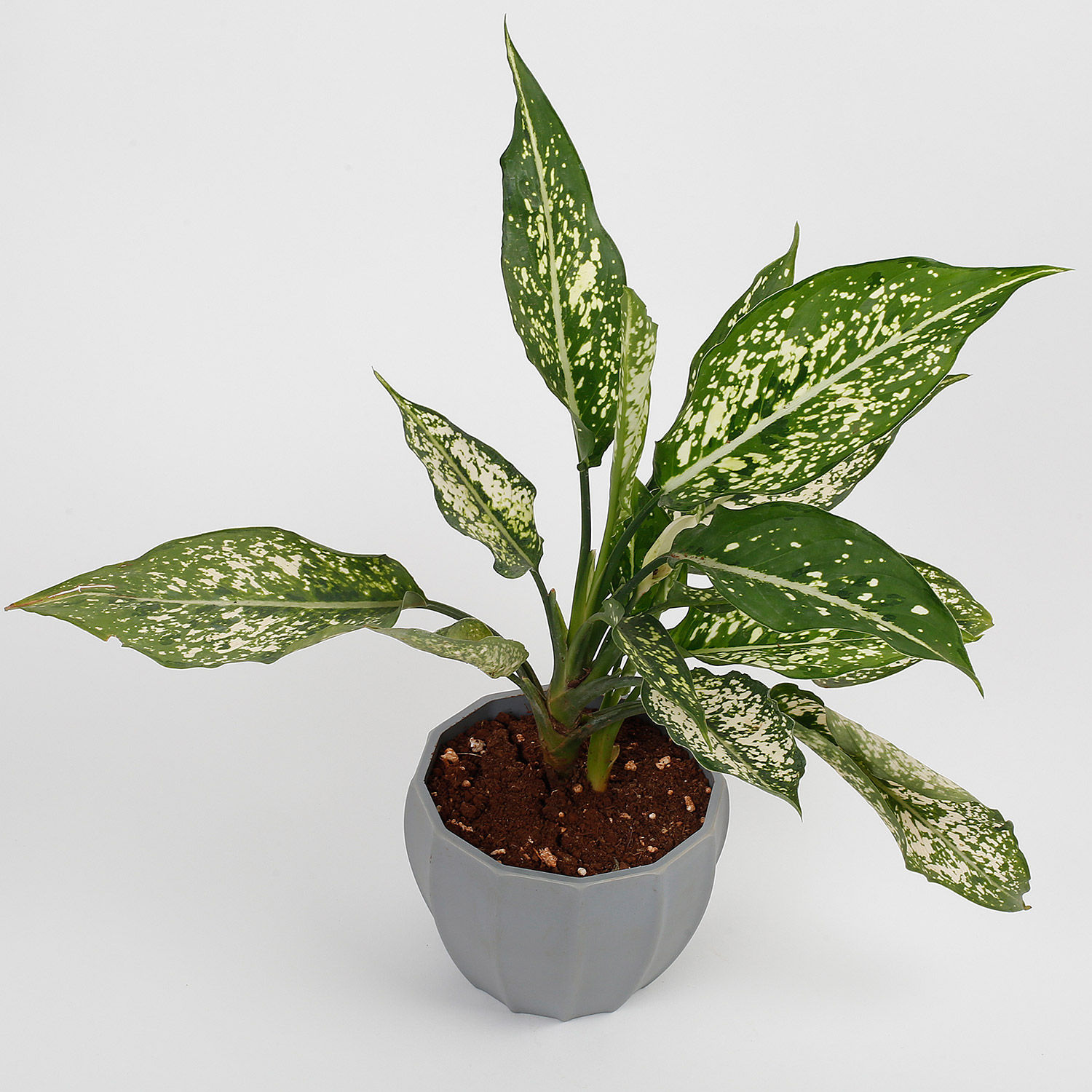 Buy/Send Silver Aglaonema Plant in Melamine Pot Online- Ferns N Petals