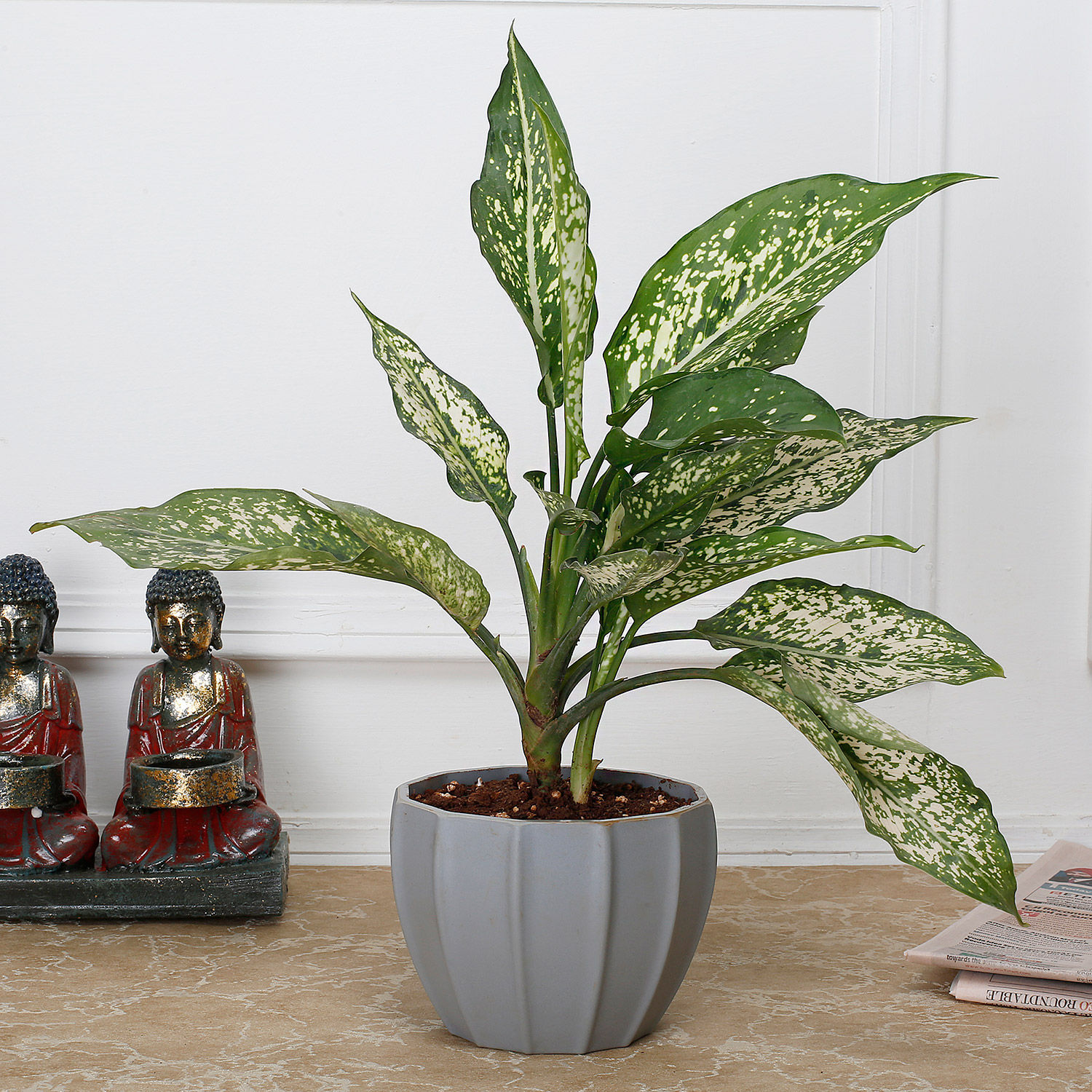 Buy/Send Silver Aglaonema Plant in Melamine Pot Online- Ferns N Petals