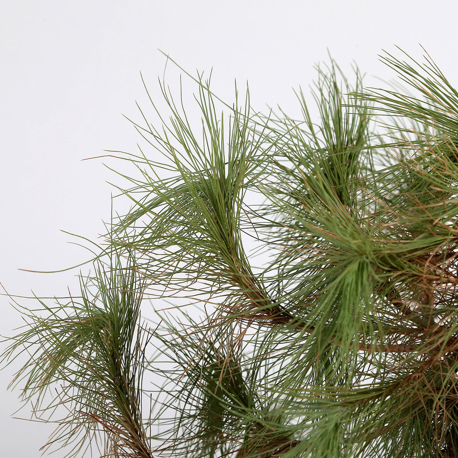 Buy/Send Pinus Roxburghii Bonsai Plant in Black Ceramic Pot Online ...