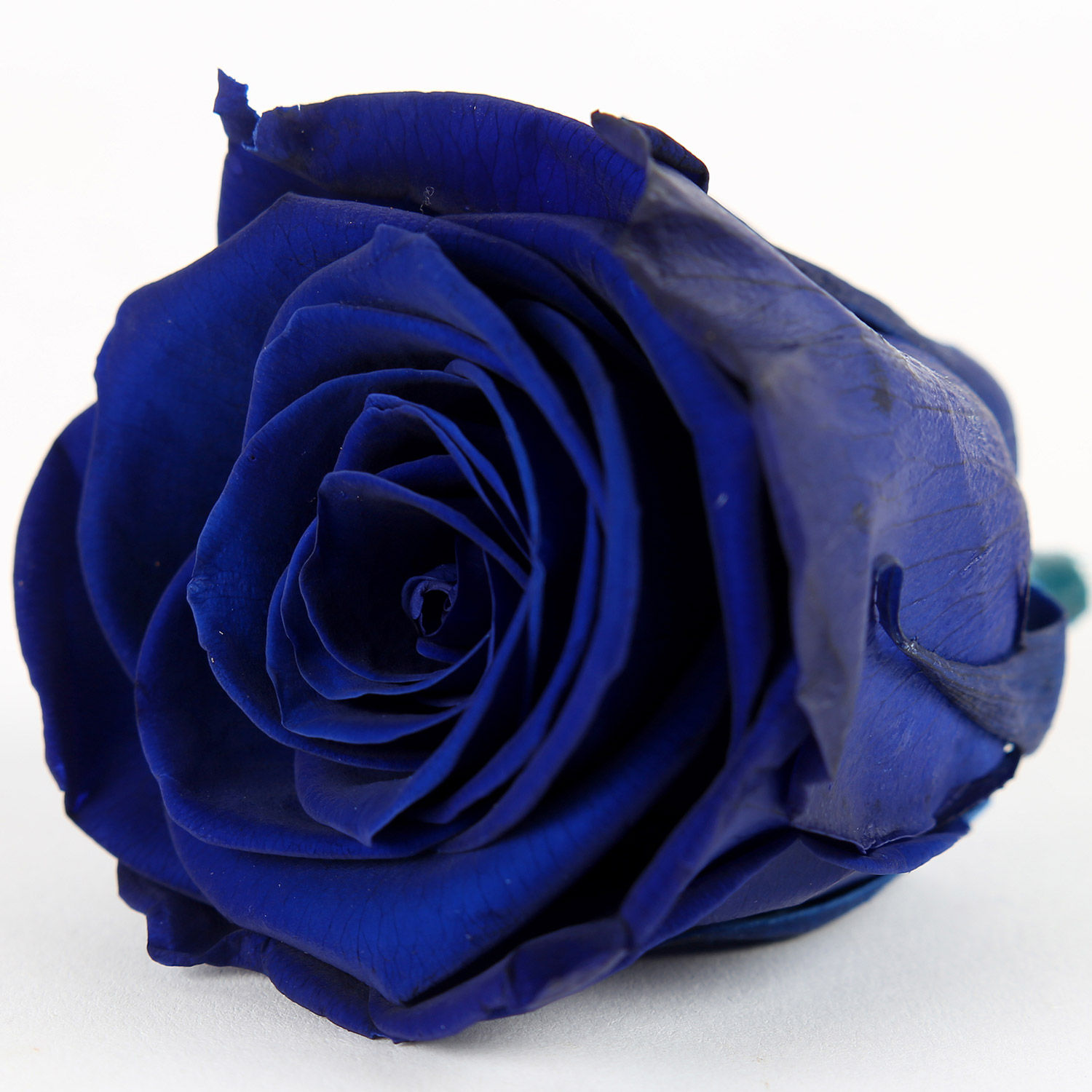 Buy/Send Royal- Forever Blue Rose in Velvet Box Online- Ferns N Petals