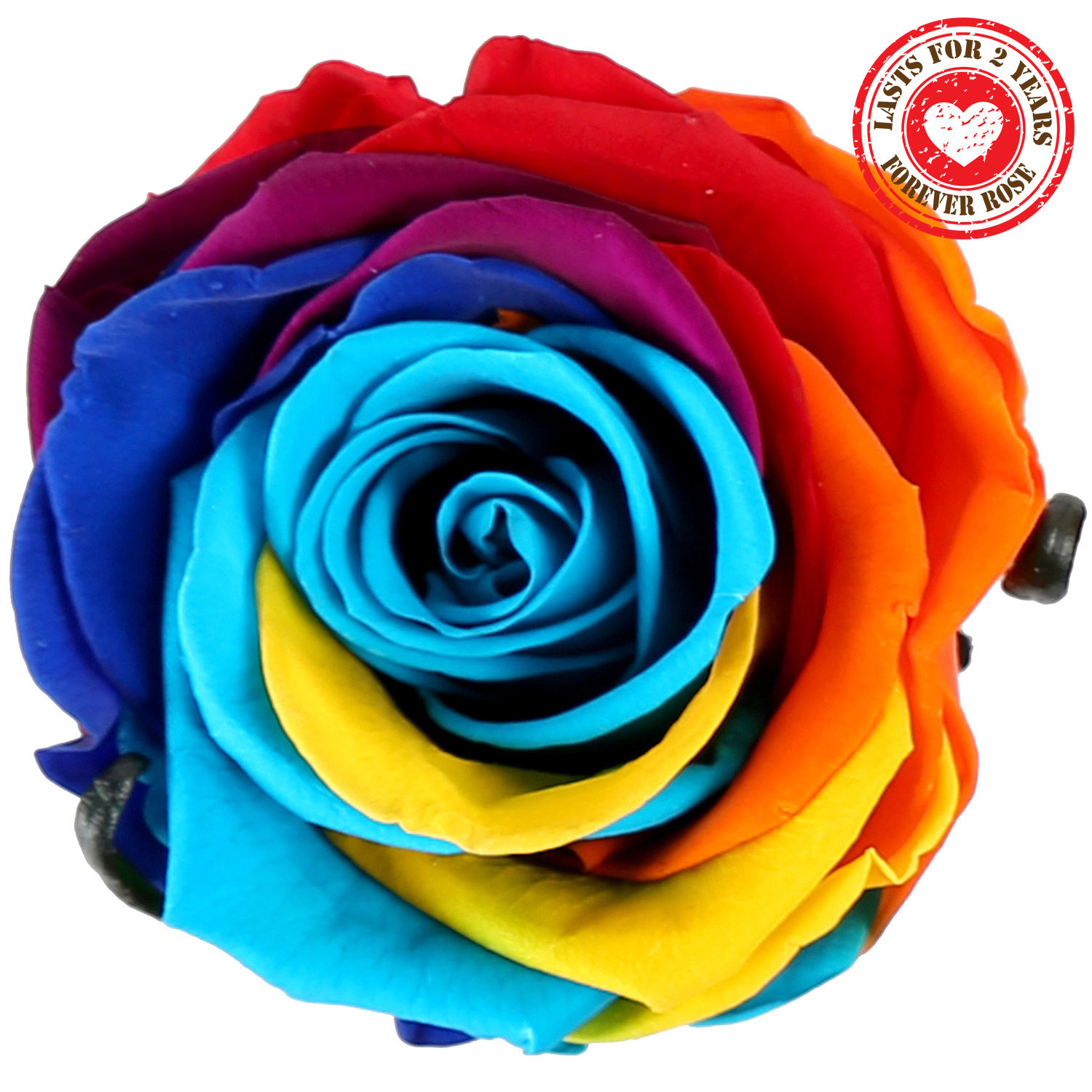 Forever Rainbow Rose in Black Velvet Box | Gift Forever Rainbow Rose in ...