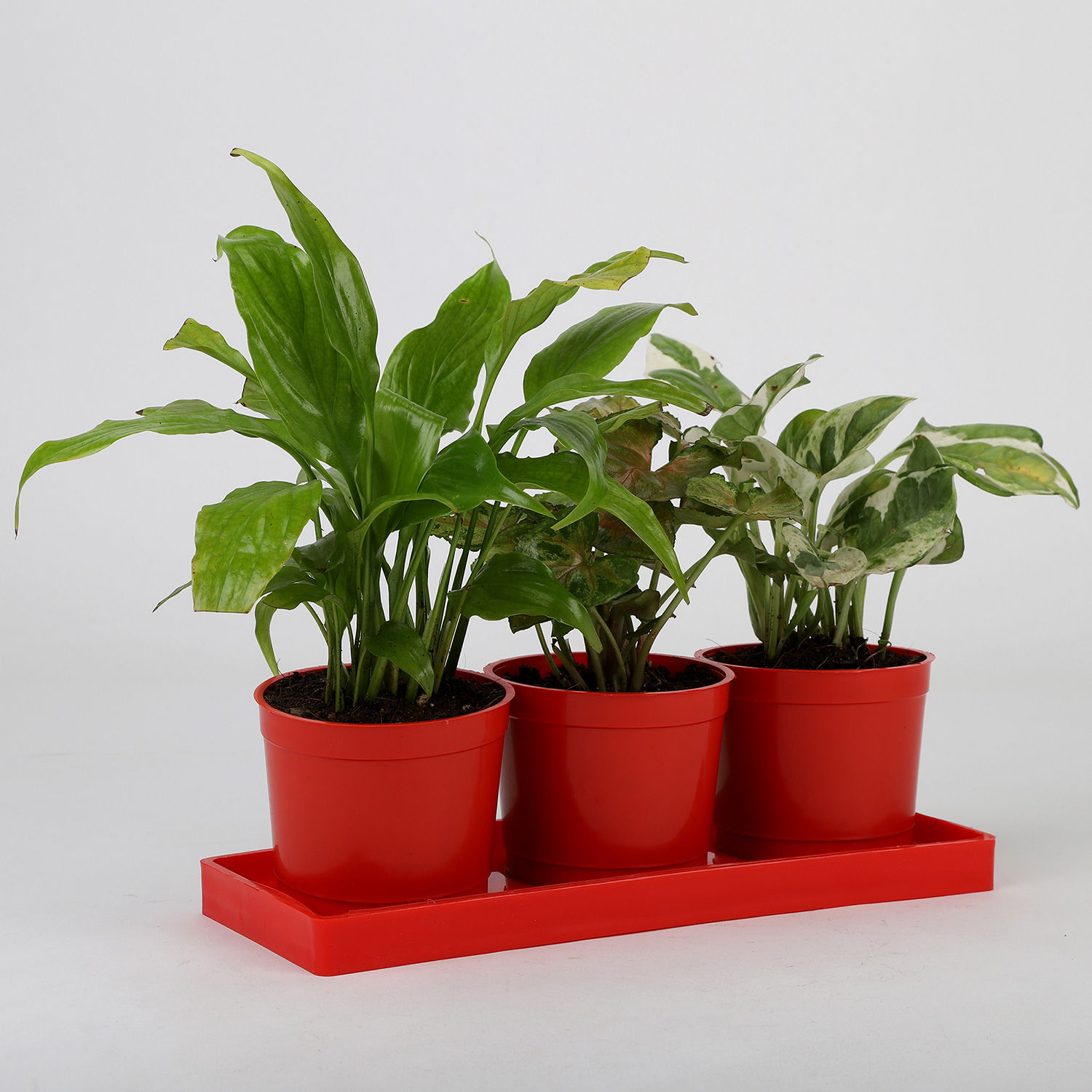 Buy/Send Set of 3 Foliage Plants in Red Pots Online- Ferns N Petals