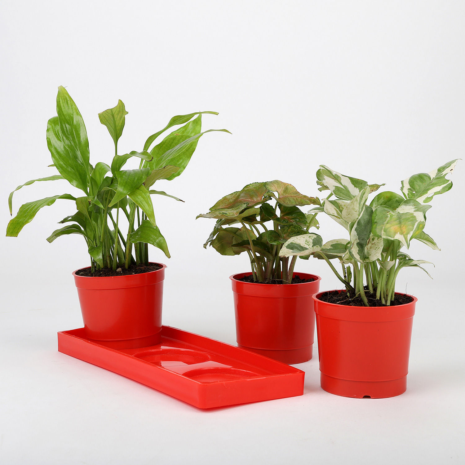 Buy/Send Set of 3 Foliage Plants in Red Pots Online- Ferns N Petals