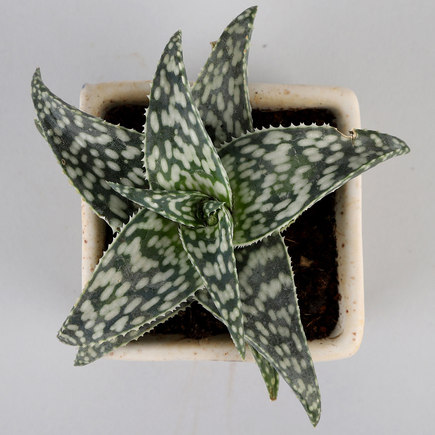 Buy/Send Aloe Snowflake Plant In Ceramic Pot Online- Ferns N Petals