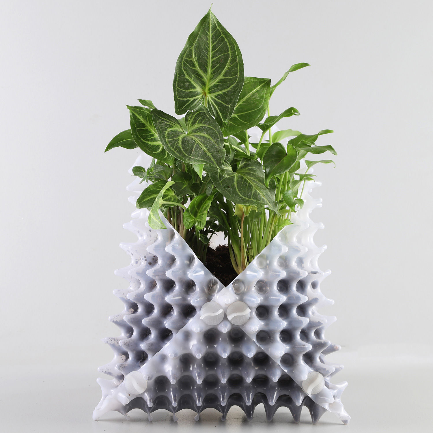Buy/Send Foliage Plant Combo In White Foldable Planter Online- Ferns N ...