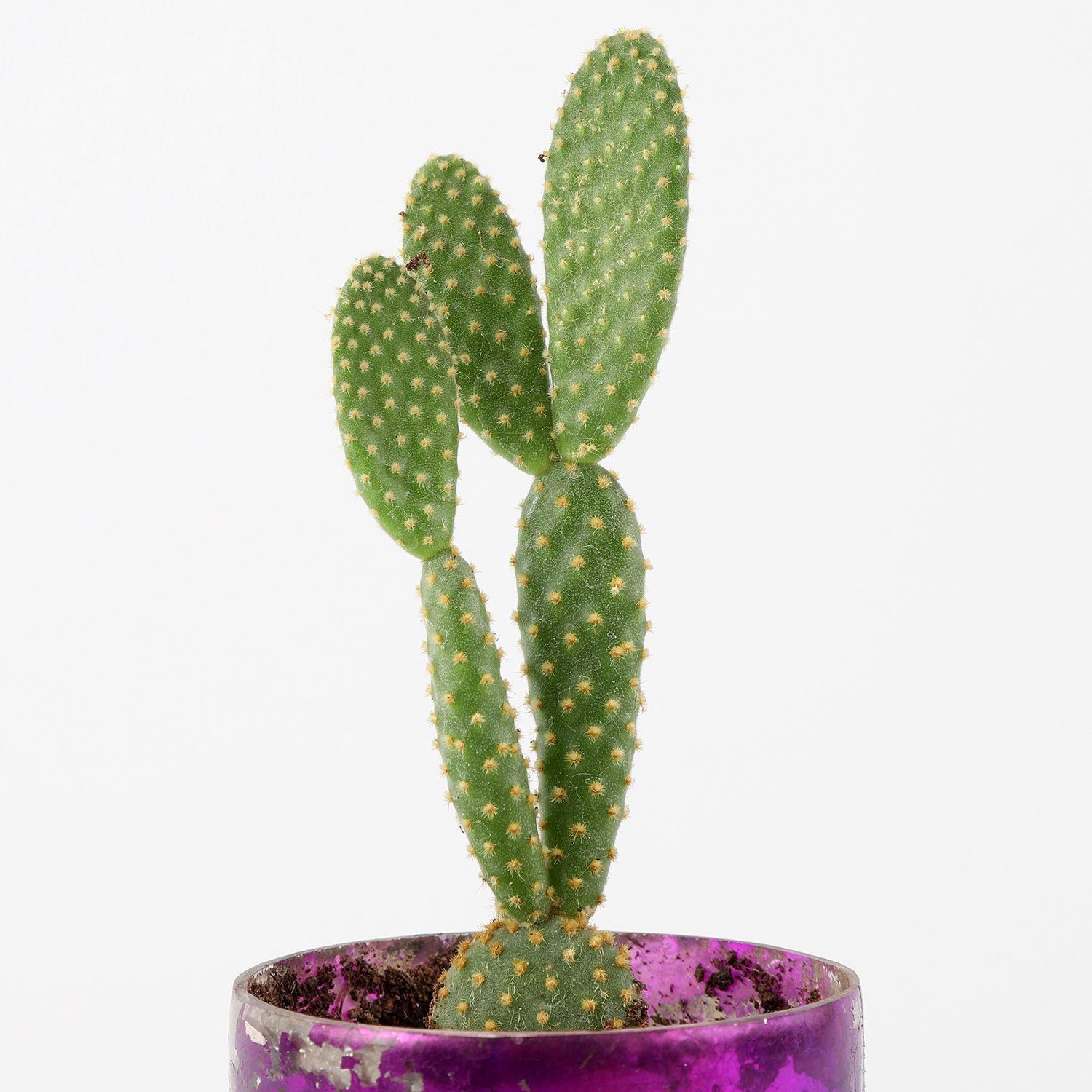 Buy/Send Mickey Mouse Cactus In Purple Glass Vase Online- Ferns N Petals