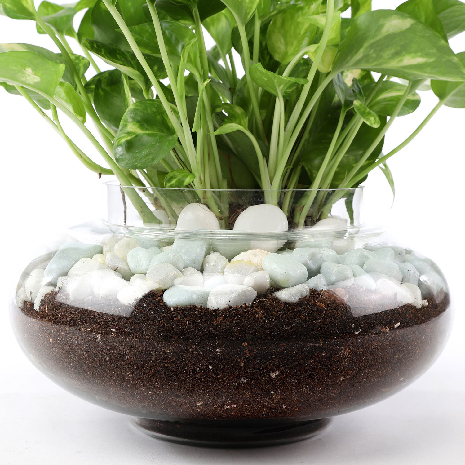 Buy/Send Beautiful Scindapsus Plant In Round Glass Planter Online ...
