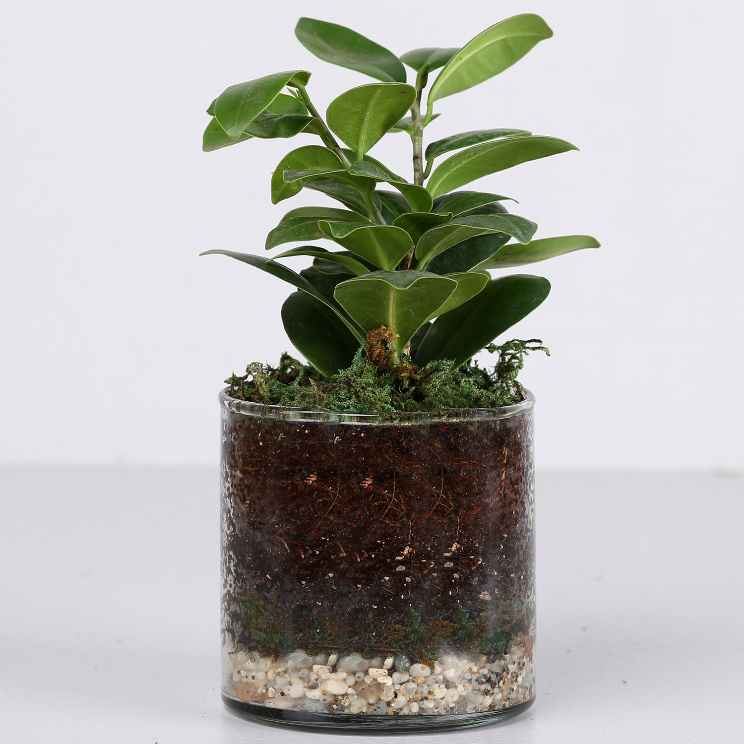 Buy/Send Ficus Compacta Plant 4" Cylinder Glass Terrarium Online- Ferns ...
