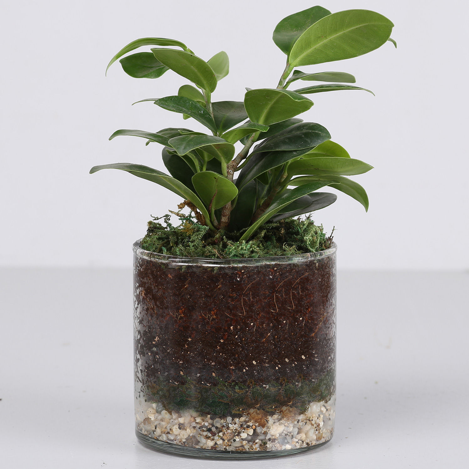 Buy/Send Ficus Compacta Plant 4" Cylinder Glass Terrarium Online- Ferns ...