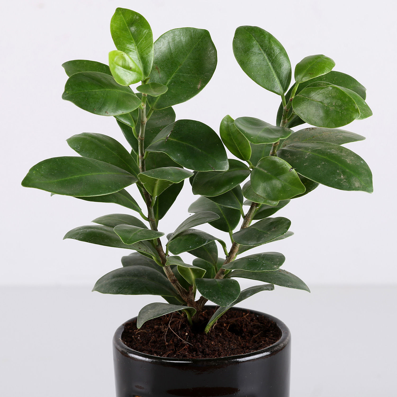 Buy/Send Ficus Compacta Plant For Number 1 Sister Online- Ferns N Petals