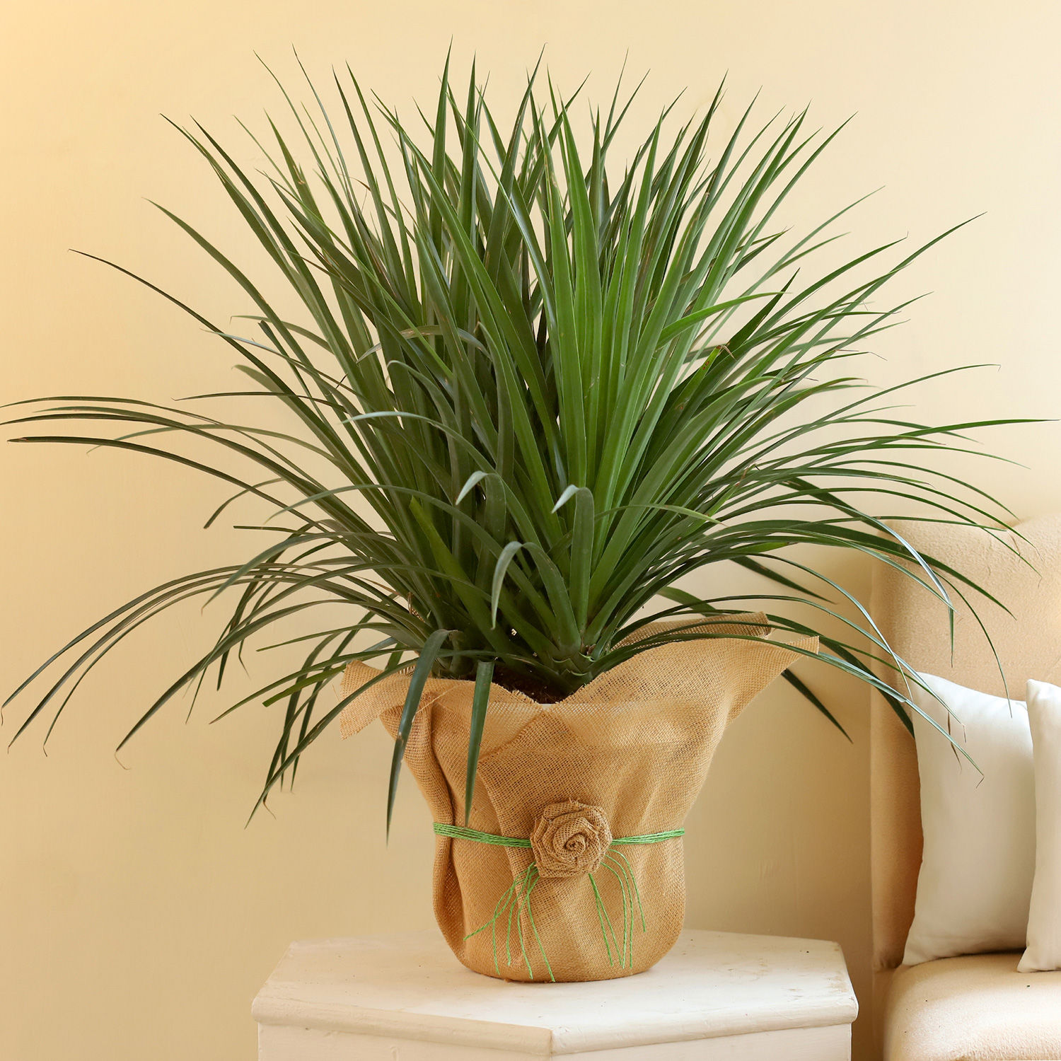 Buy/Send Beautiful Dracaena Draco Plant Online- Ferns N Petals